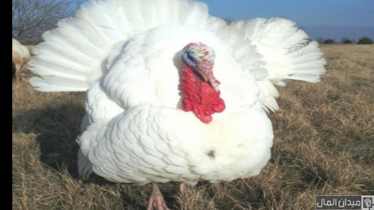 دراسة جدوى مشروع تربية الرومى الابيض وأرباح الدورة - ميدان المال