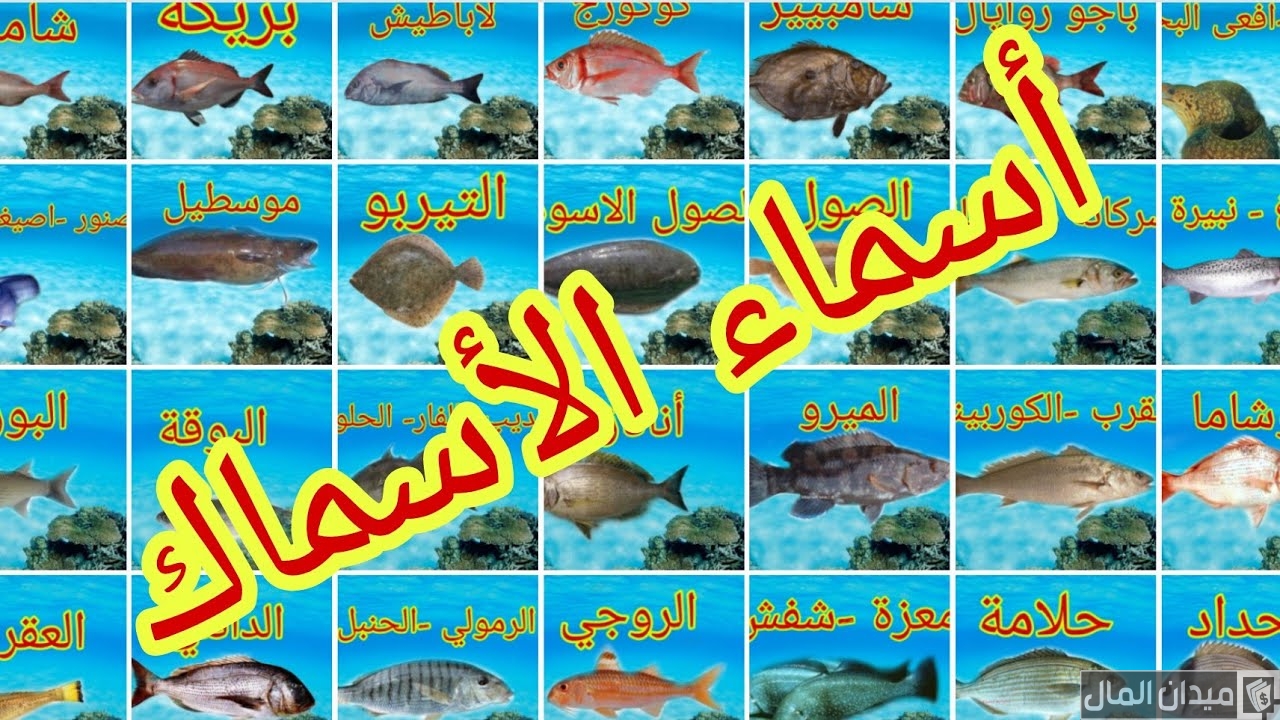 أسماء أشهر أنواع السمك بالصور - ميدان المال